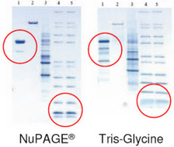 Life Tech 蛋白质电泳的革命性进步_资讯中心_仪器信息网